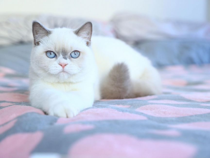 Британский котенок c 33 03