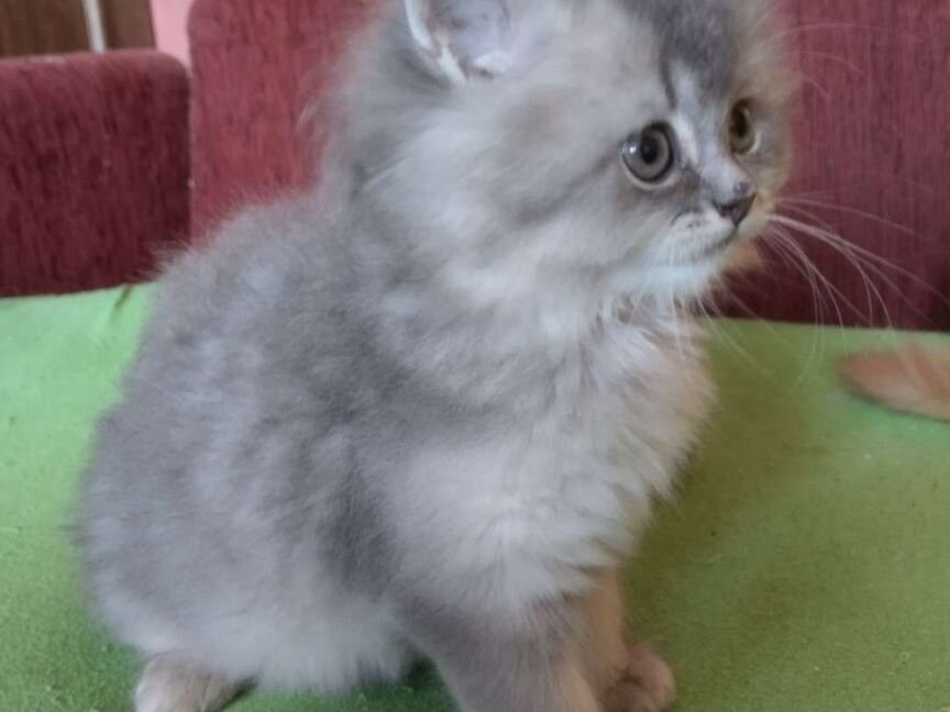 Британские котята