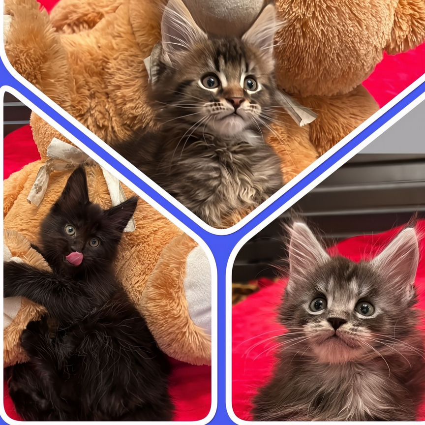 Мейн-кун котёнок