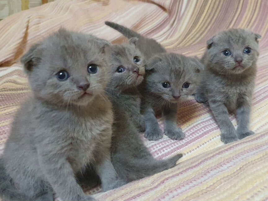Шотландские котята