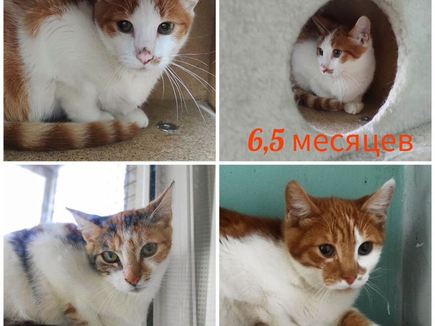 Котята-подростки в добрые руки