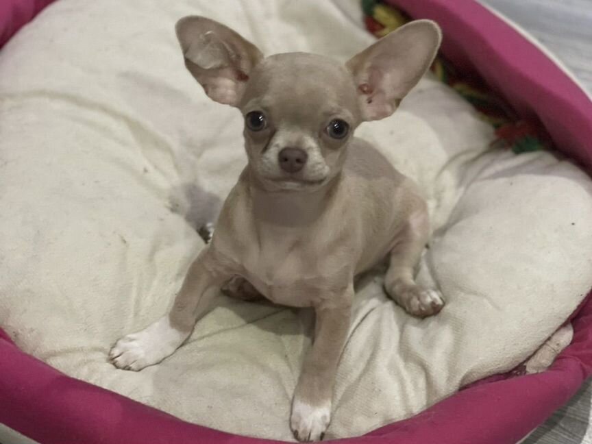 Чихуахуа мини мальчик