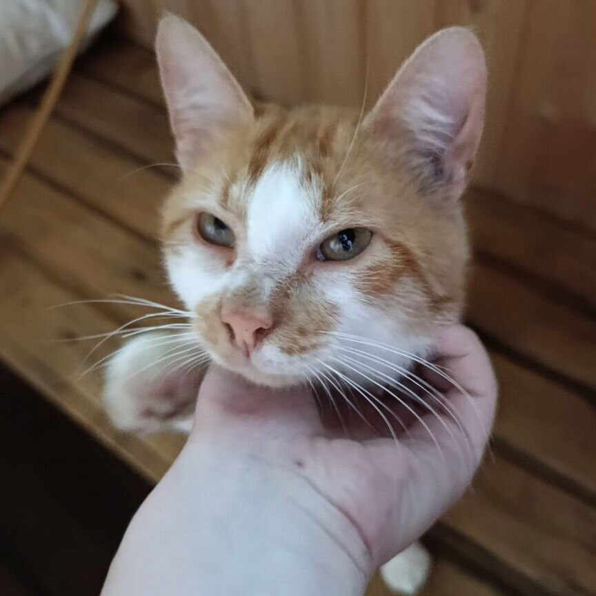 Рыжий котик ищет добрые руки