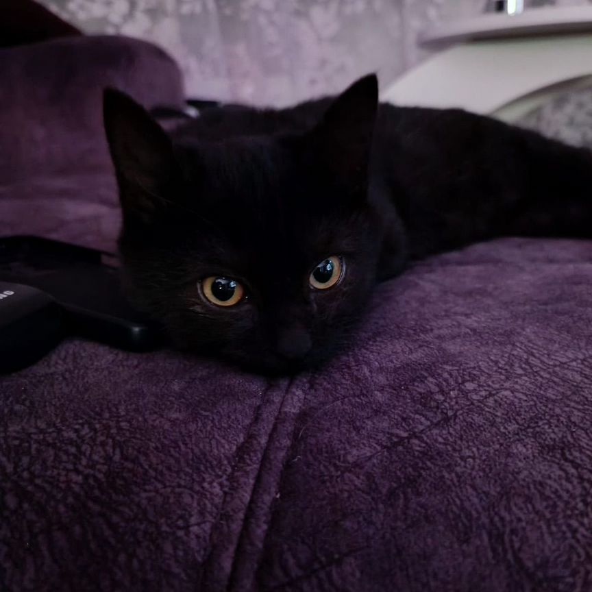 Котенок 5 месяцев