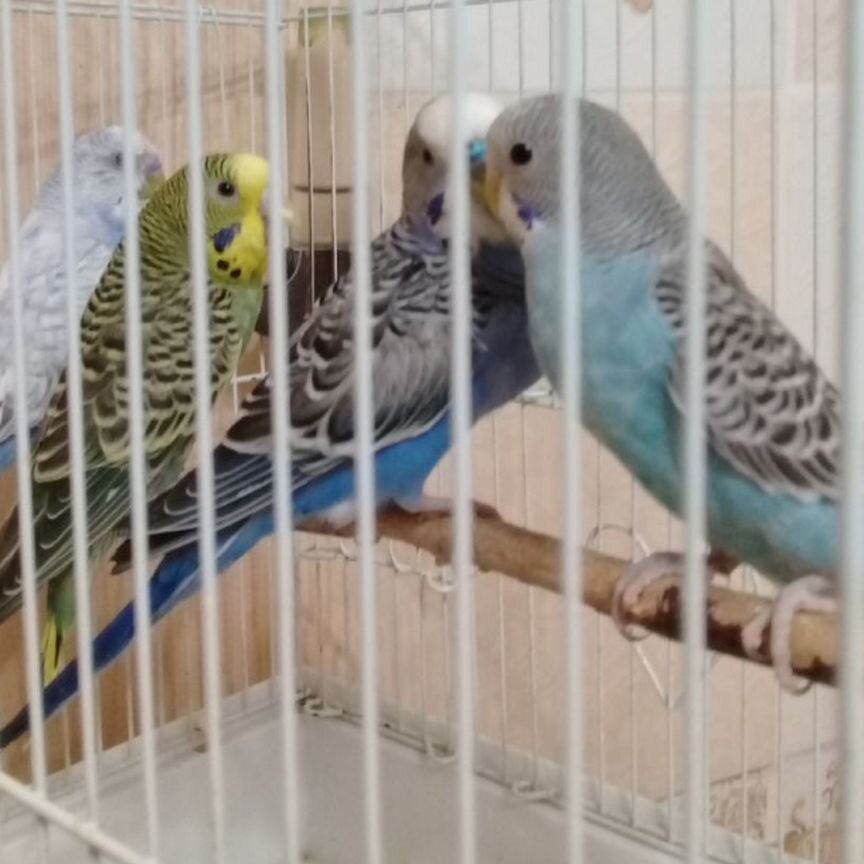 Волнистые попугаи