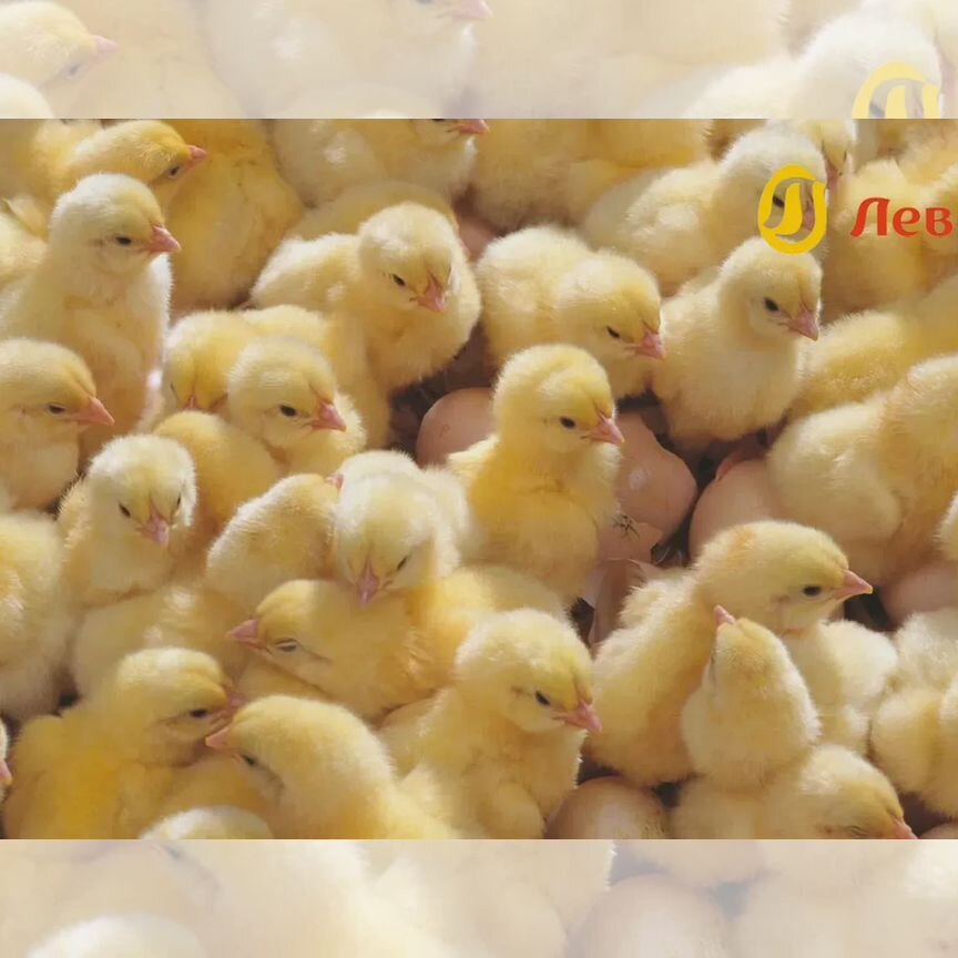 Цыплята бройлеры росс-308 (суточные)