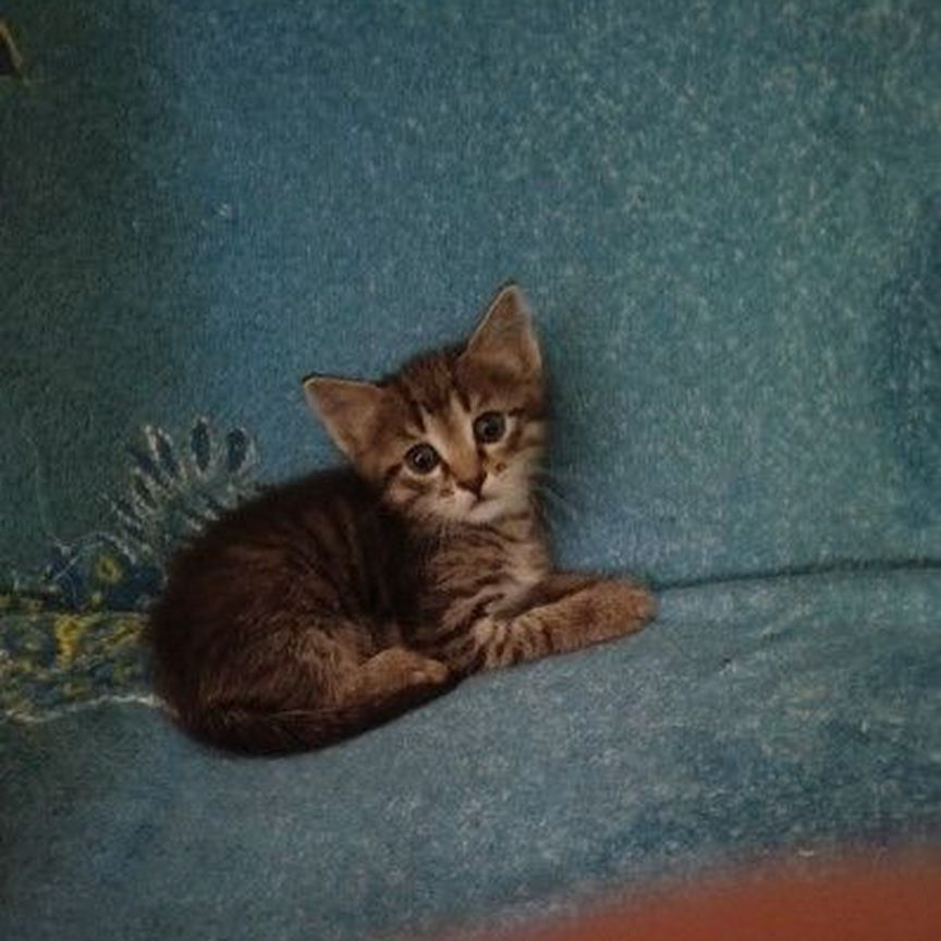 Серый-серый полосатый