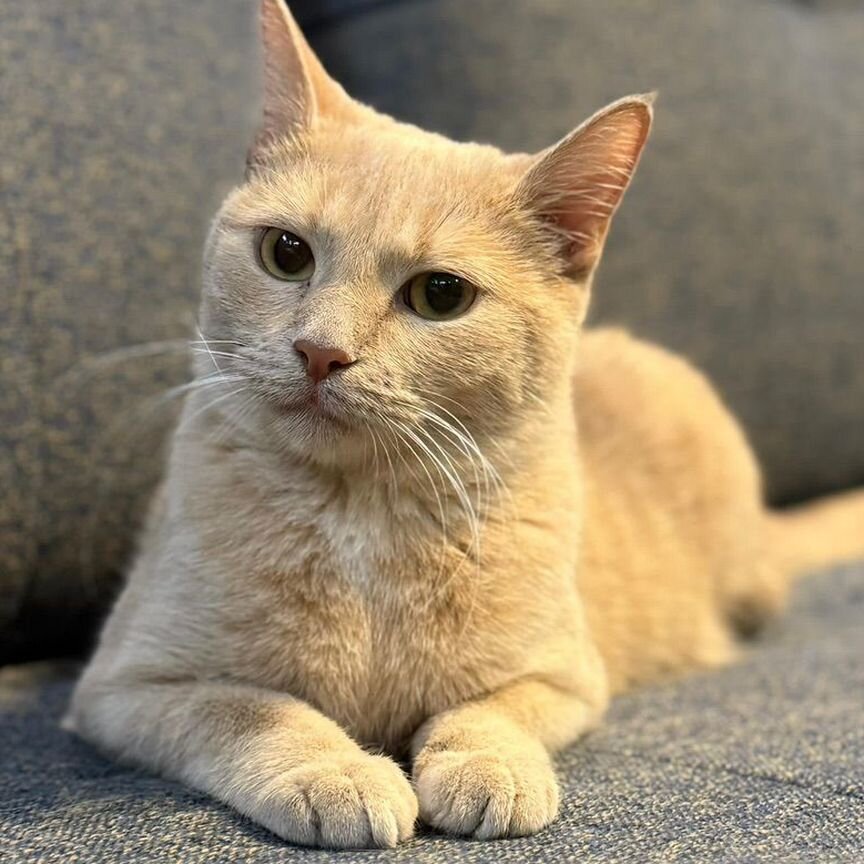 Сибирская гладкошерстная кошка