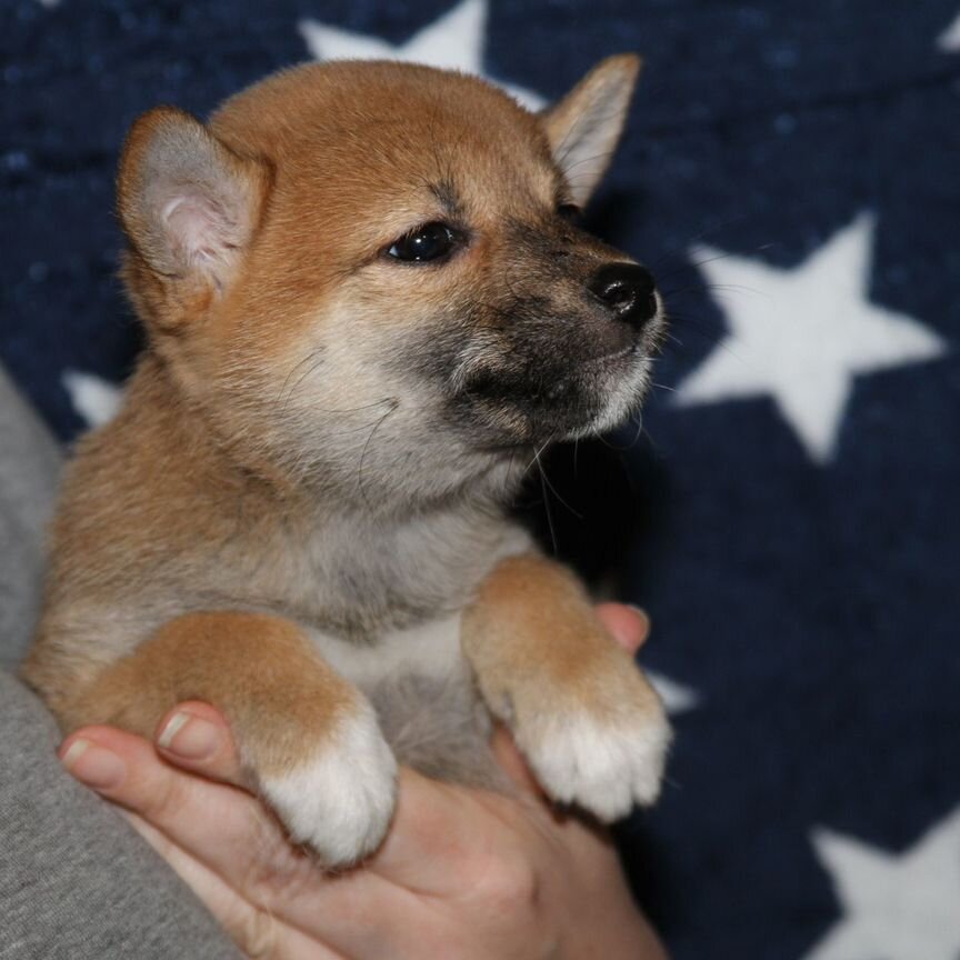 Сиба ину девочка