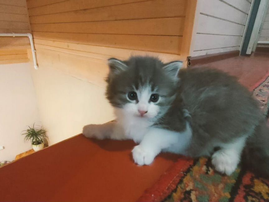 Котёнок мальчик