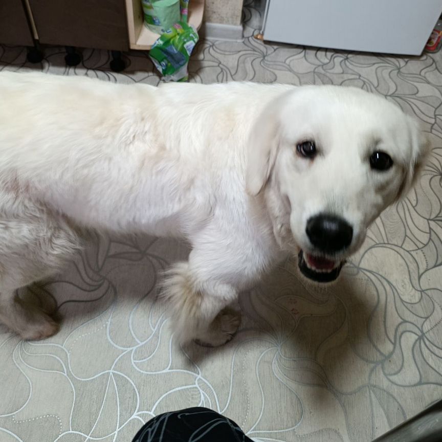 Ротвейлер, щенок