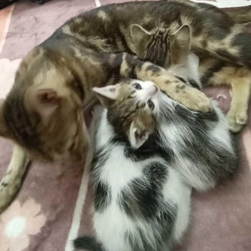 Мама бенгальская