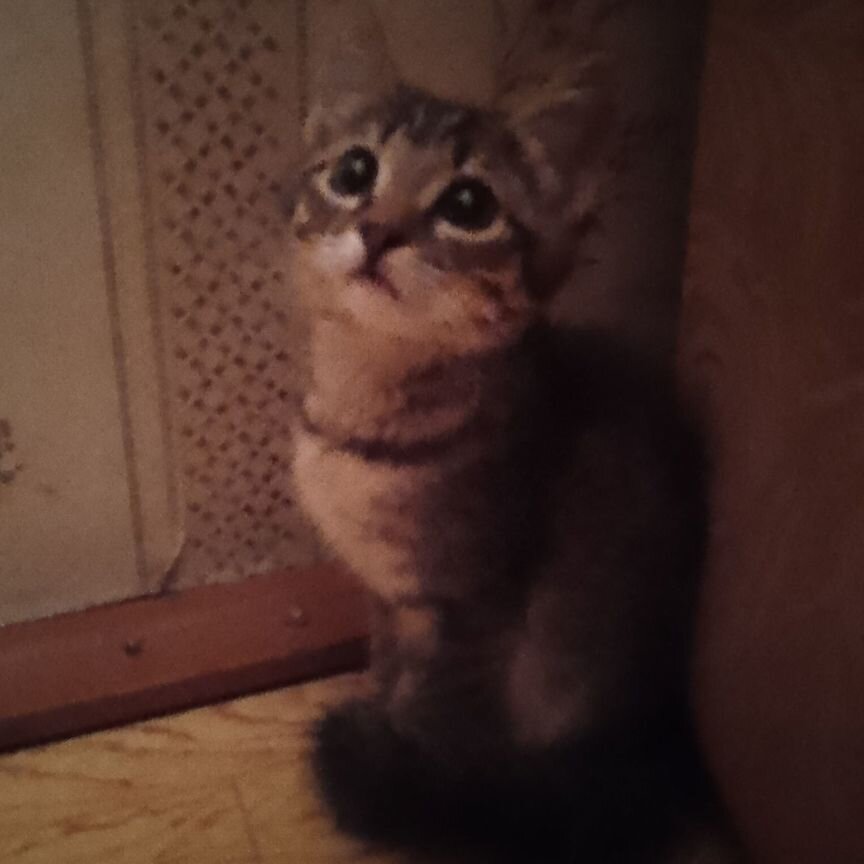 Котёнок камышовой расцветки