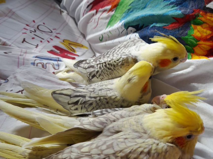 Попугай корелла птенец