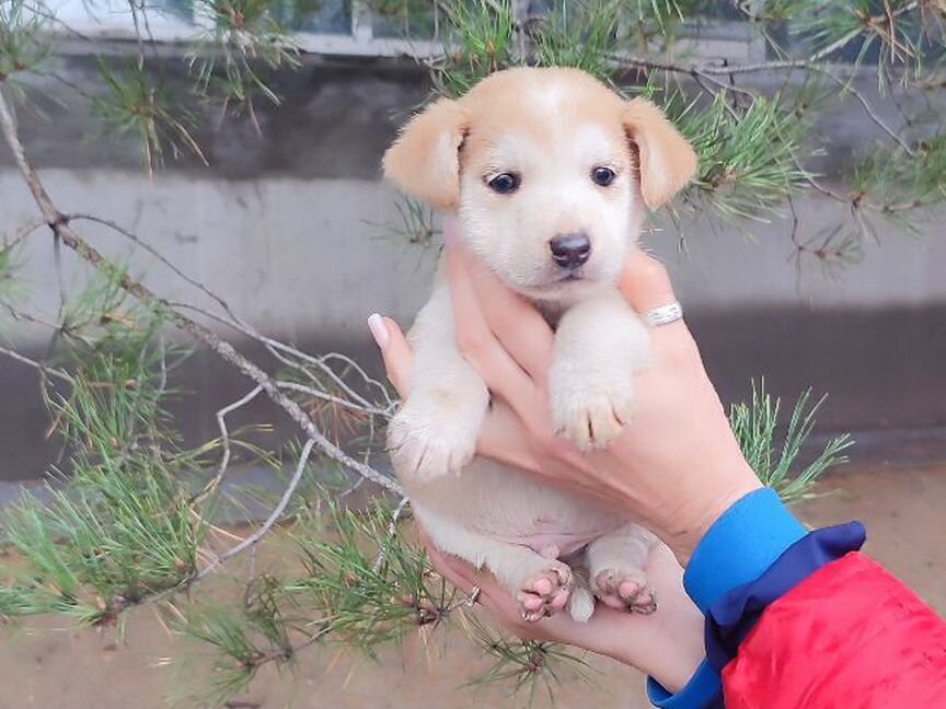 Щенок в добрые руки бесплатно