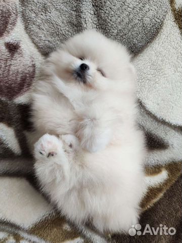 Померанский шпиц щенки