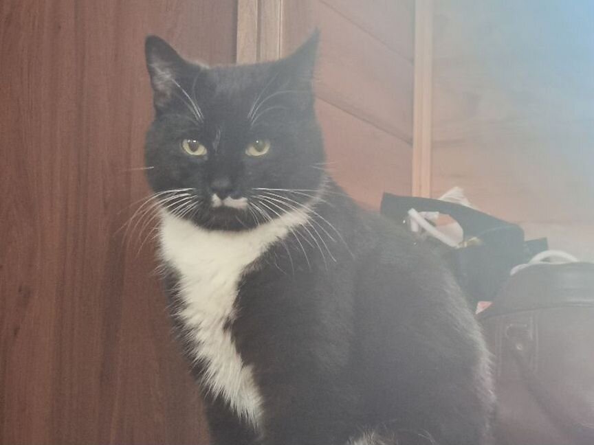 Котик Кит 10мес