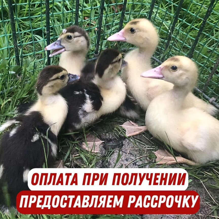 Утки муларды вакцинированные оптом с доставкой