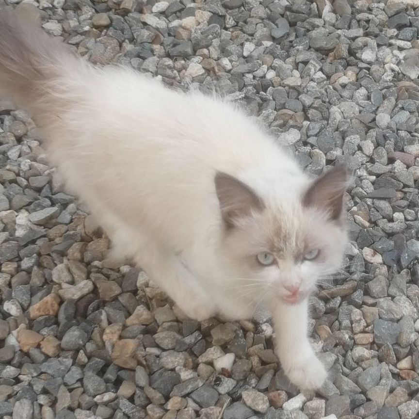 Найдена кошка