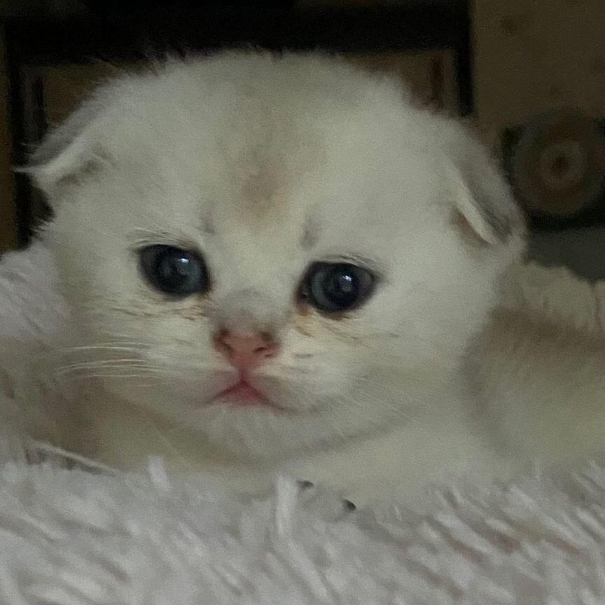 Шотландский котик