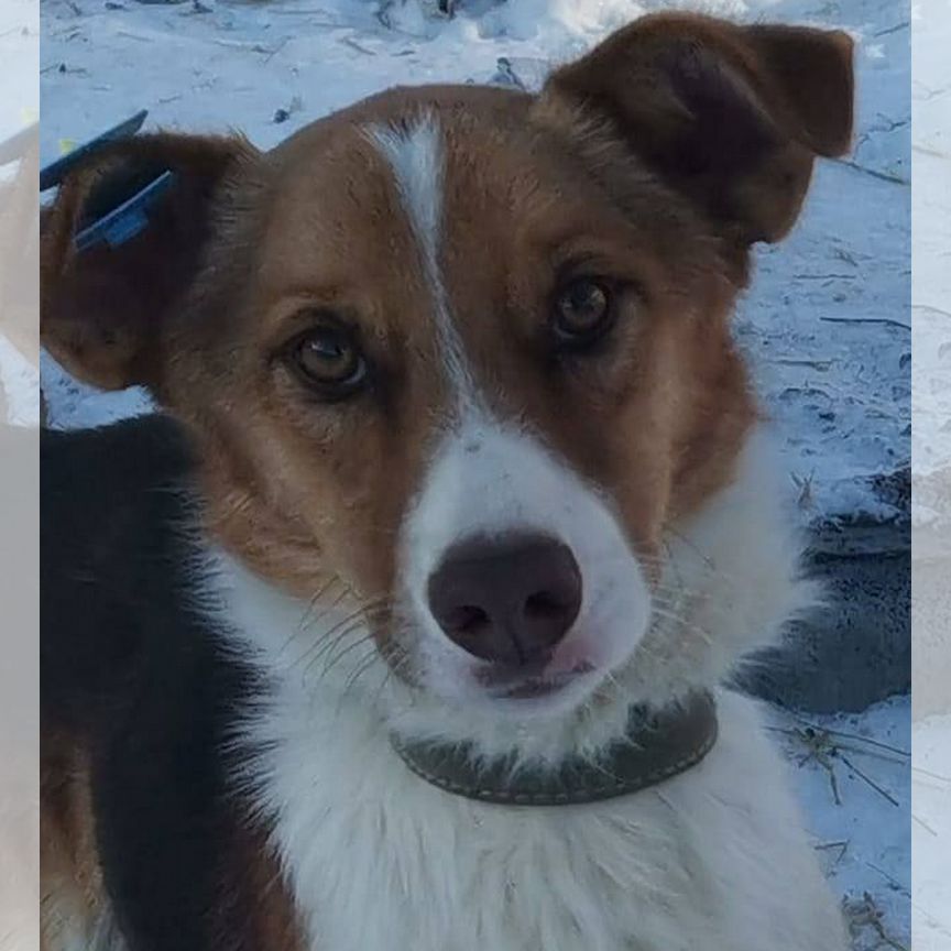 Взрослый пёс в добрые руки