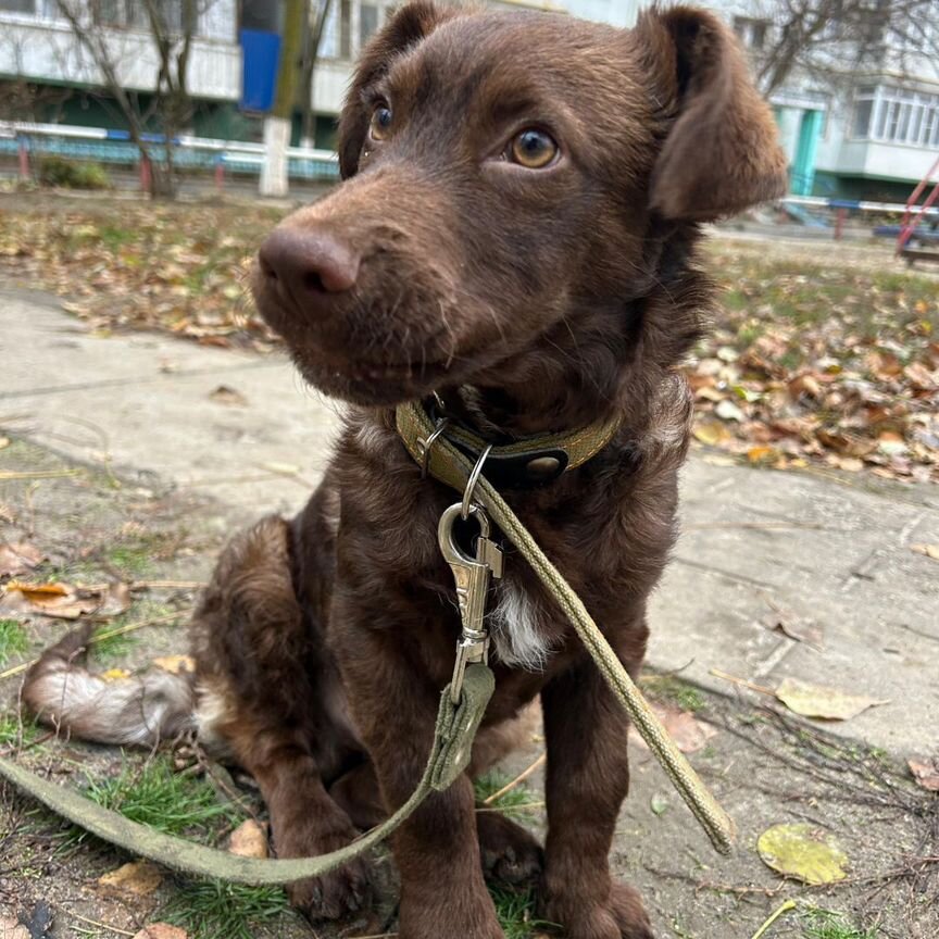 Арчик ищет дом