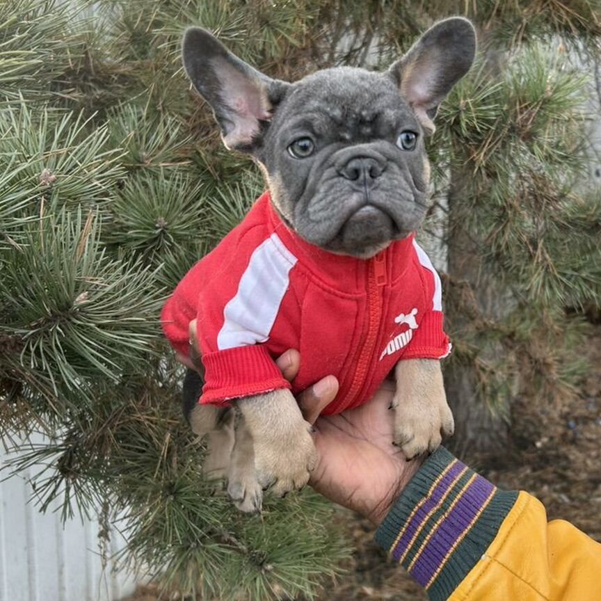 Французский бульдог, щенок