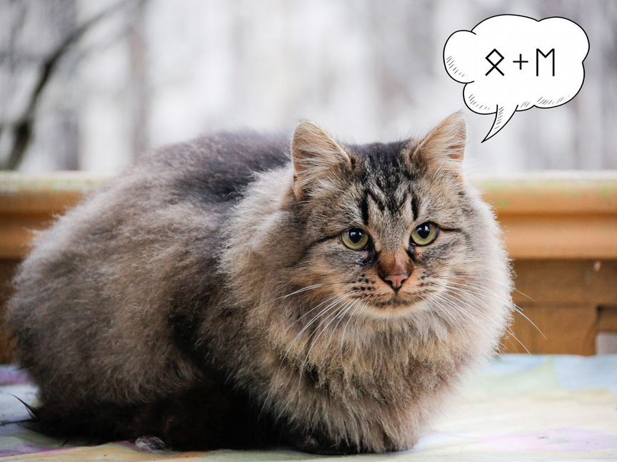 Скандинавская кошка