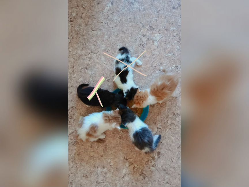 Котята в добрые руки