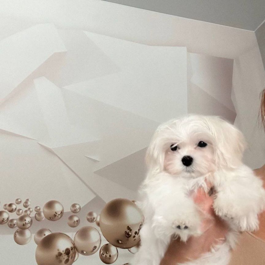 Мальтезе микро мальчик РКФ