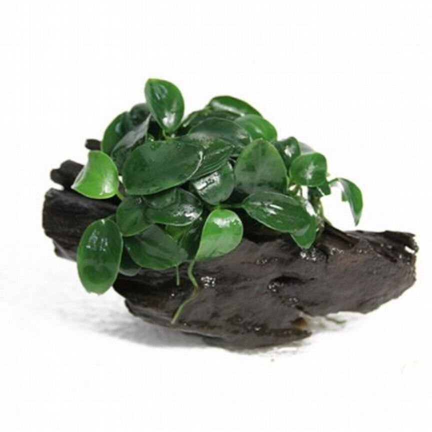 Растения для аквариума