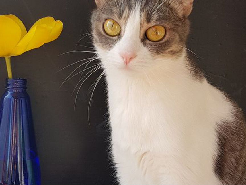 Кошечка Умочка домашняя