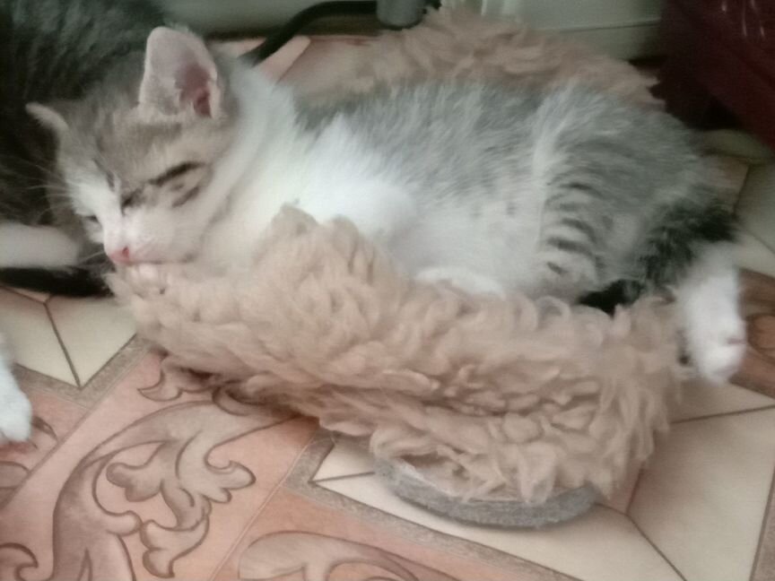 Отдаю даром котёнка девочку