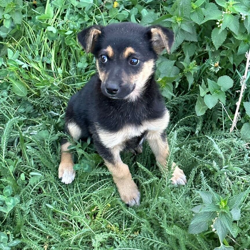 Щенок Бади в добрые руки