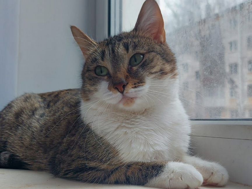 Отдам в хорошие руки кошку