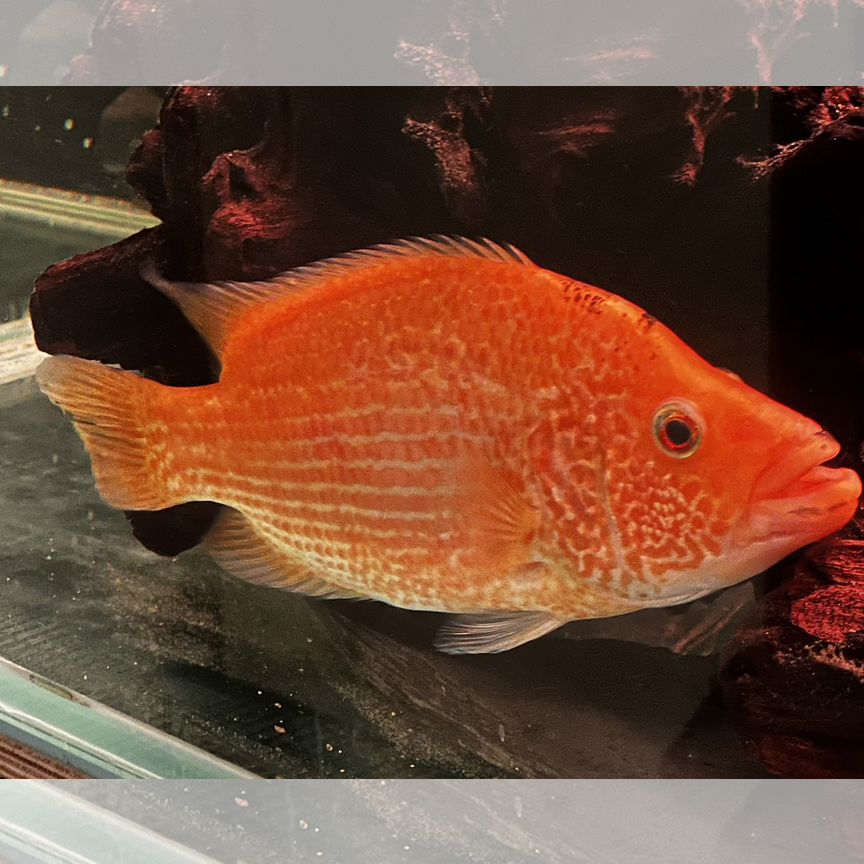 Parachromis Dovii / Цихлида волк