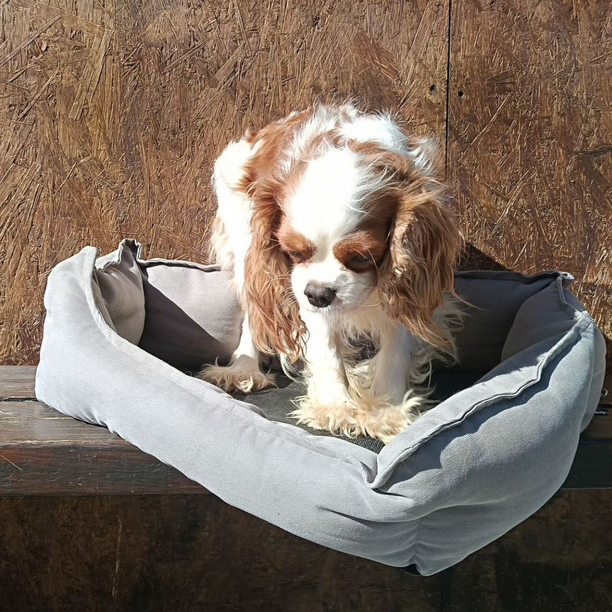 Кавалер кинг-чарльз-спаниель, взрослая собака