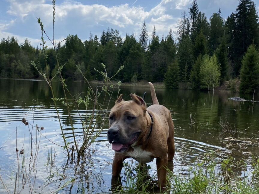 Стафарширский терьер бесплатно