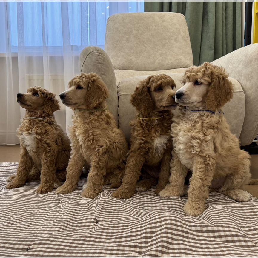 Большой королевский пудель, щенок