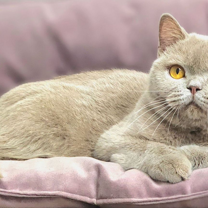 Британская кошка