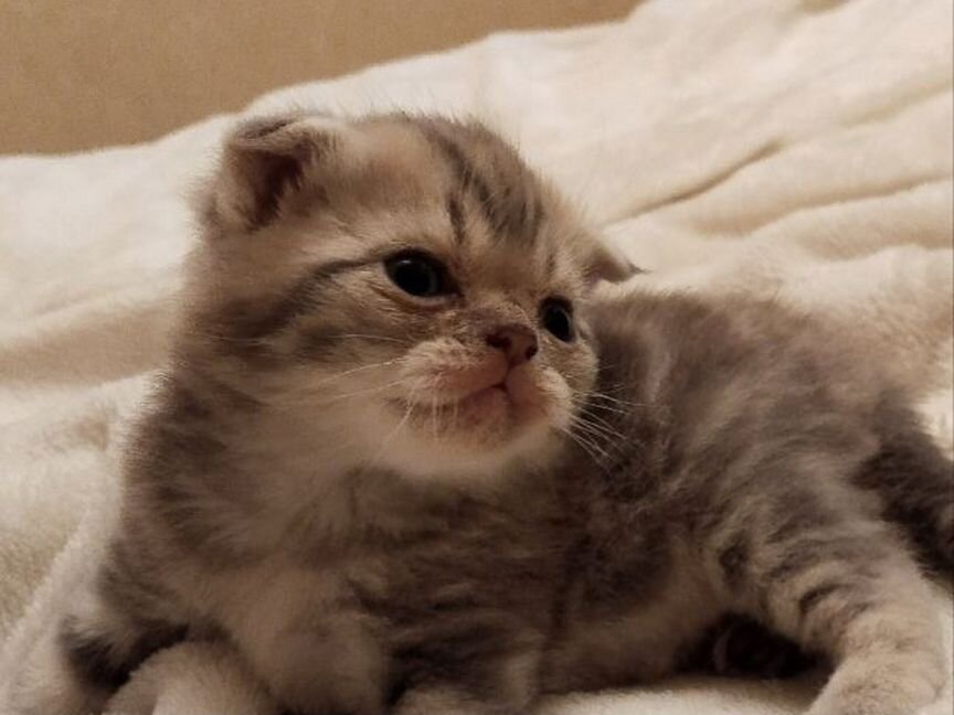 Шотландские котята