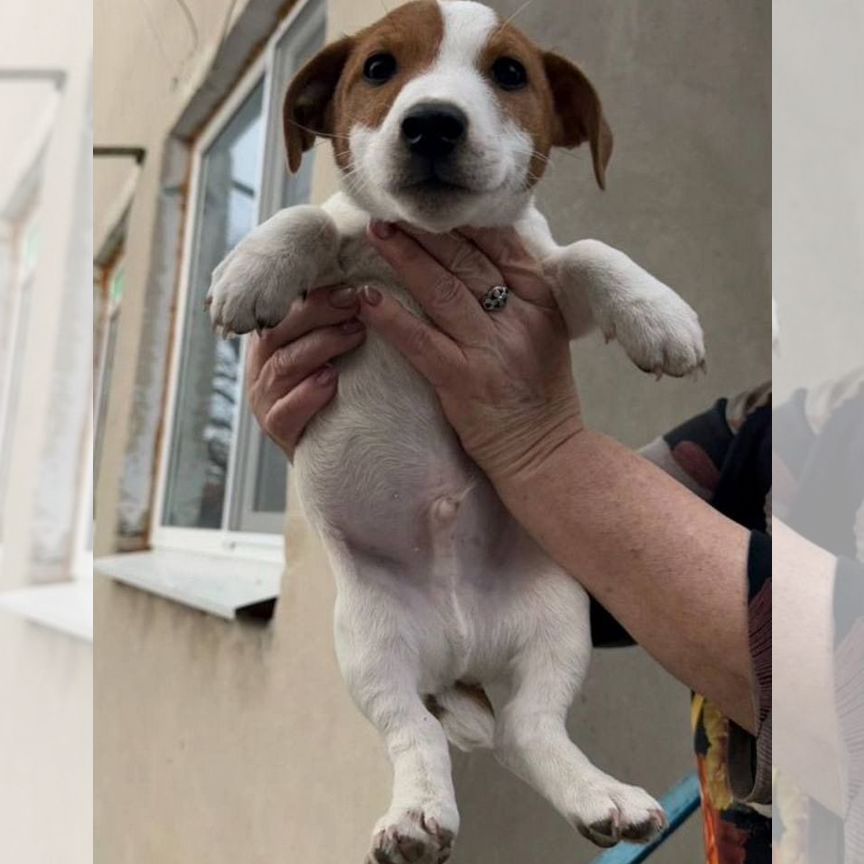 Джек-рассел-терьер