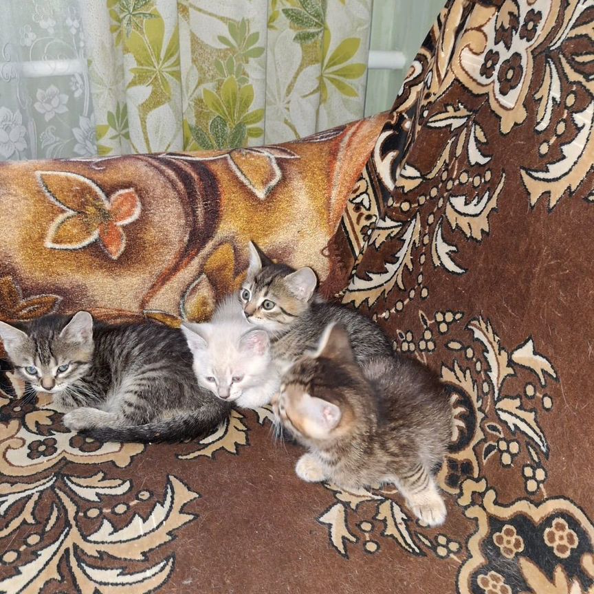 Сибирская кошка