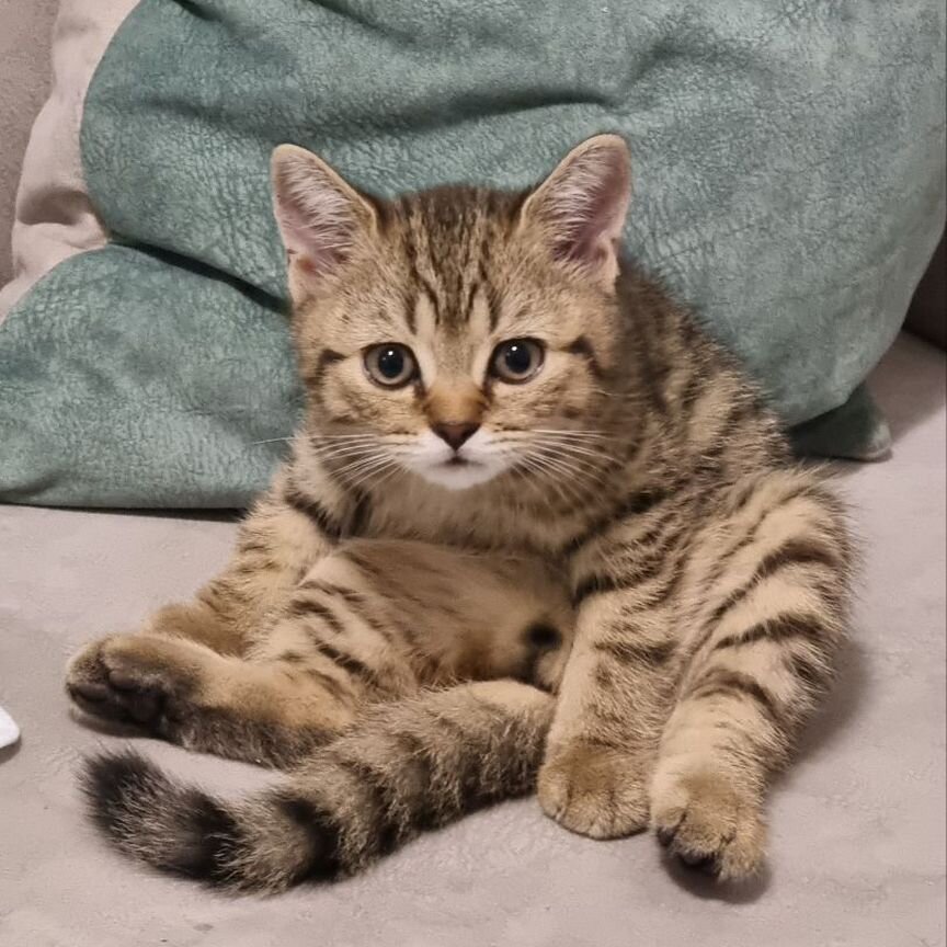 Британские котята