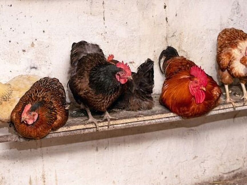 Куры домашние на мясо