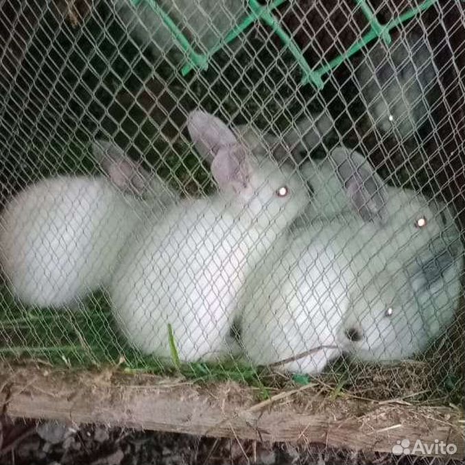 Продажа зайчат
