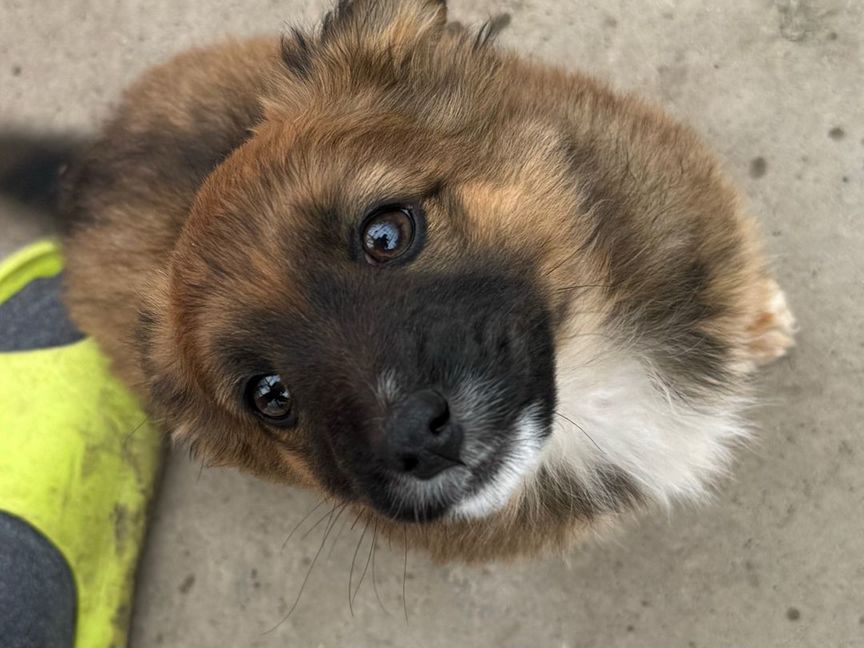 Отлам щенка девочка