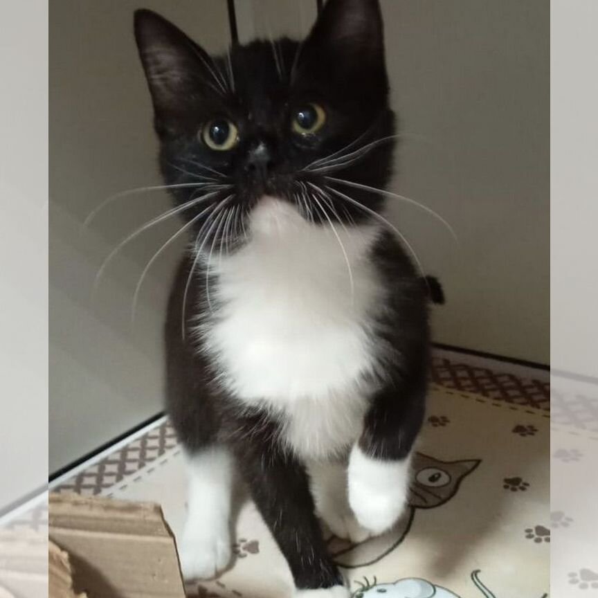 Котенок Туся