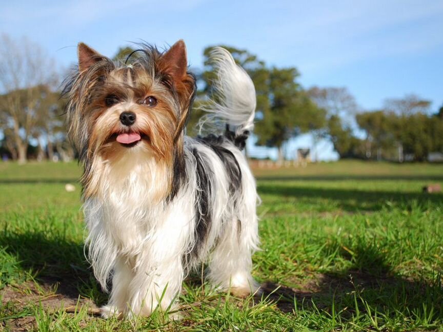 Бивер (йорк) цветной