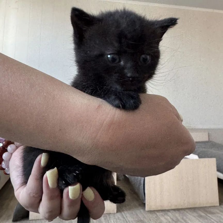 Котёнок в добрые руки